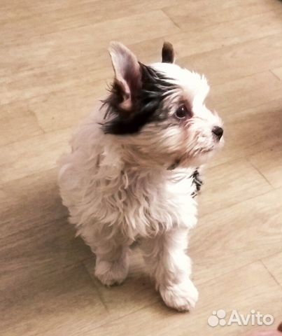 Щенки бивер йорка