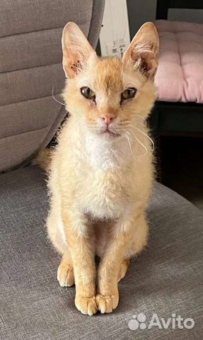 Корниш-рекс