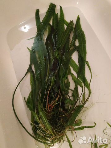 Трава для аквариума