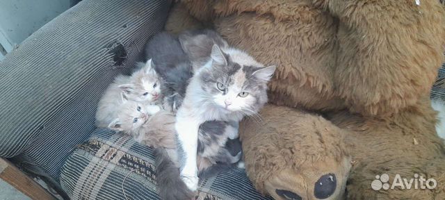 Продаю 4 кота и 1 кошечку