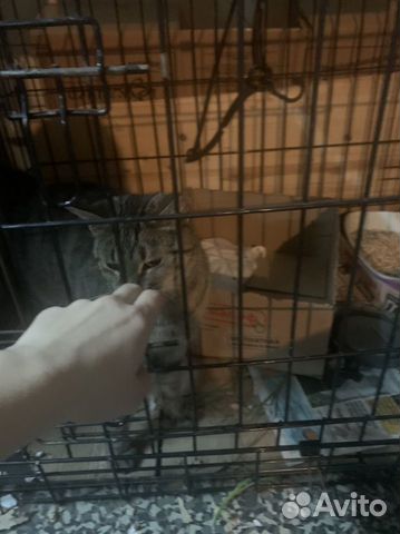 Полосатая котя