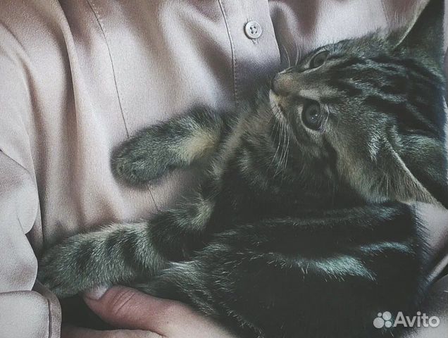 Котята бесплатно