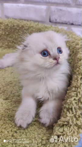 Шотландские вислоухие котята