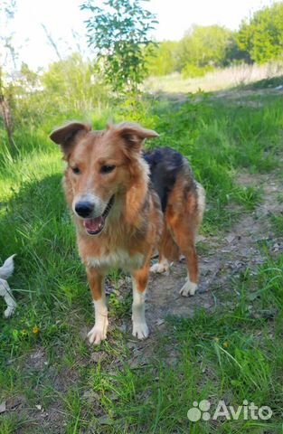 Маленькая собака в добрые руки