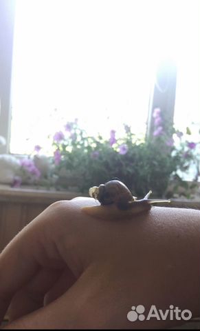 Улитки ахатины бесплатно