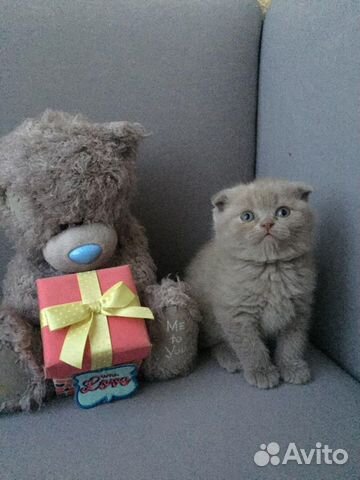 Британские плюшевые котята