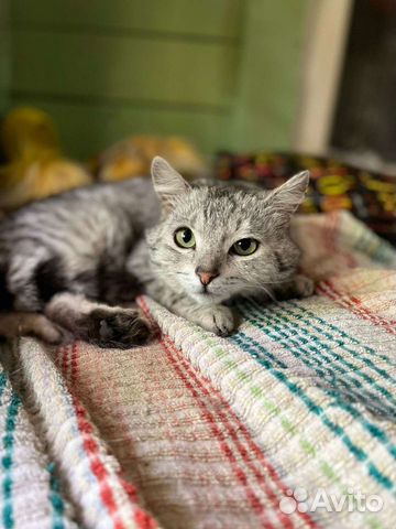 Котик в заботливые руки