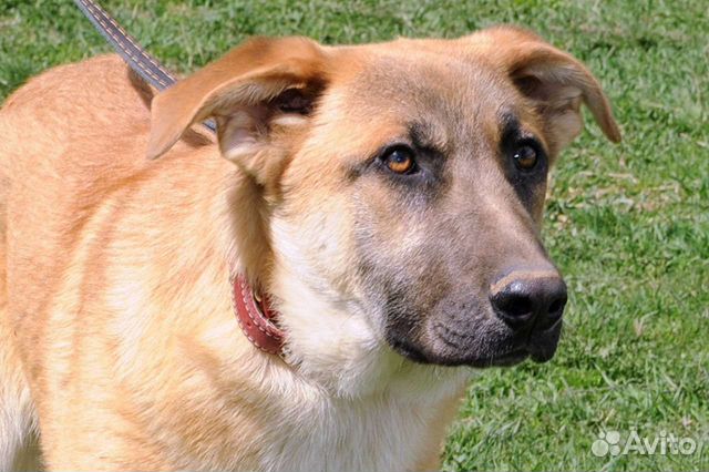 Озорной шилопопа. Щенок Честер