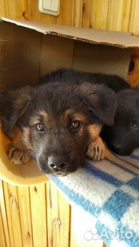 Щеночек Мишутка