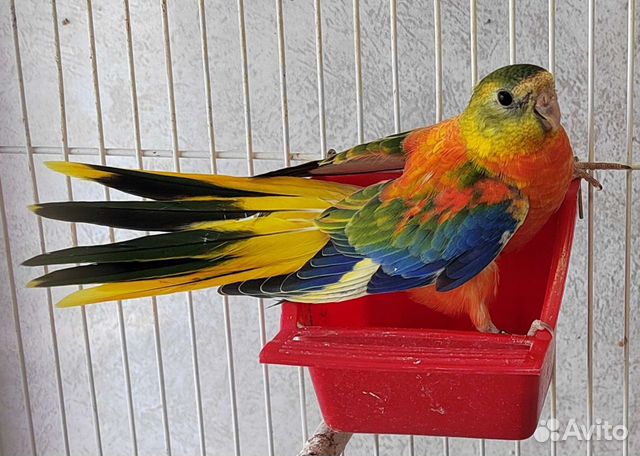 Попугай травяной