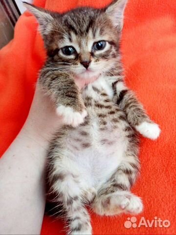 Котенок малыш Пирожок устал сидеть в корзинке