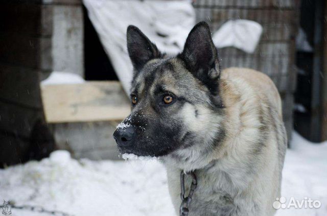 Мухтар в добрые руки