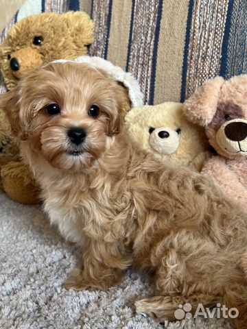 Мальтипу f1 mini