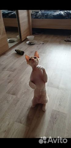 Сфинкс приглашает кошечку