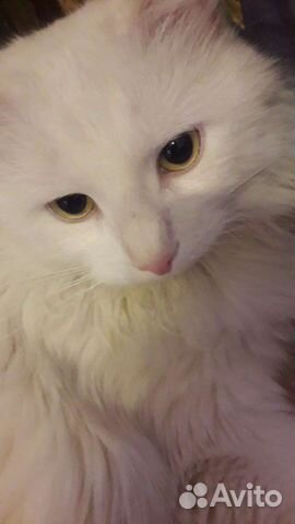 Турецкий Ван