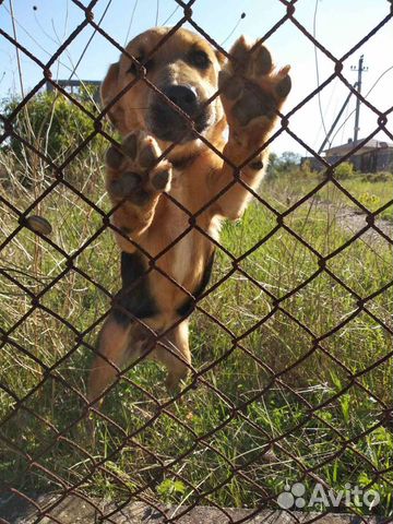 Собаки бесплатно в добрые руки щенки