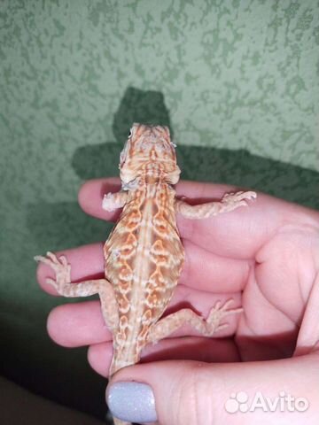 Бородатая агама