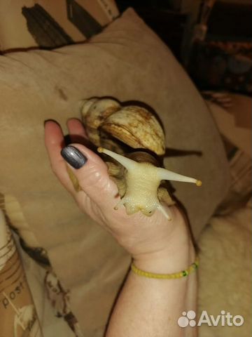 Улитки ахатины маленькие породистые крупные