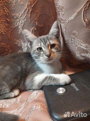 Котята в дар бесплатно