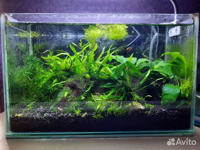 Аквариум