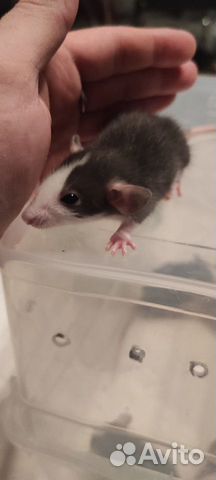 Крысы породы Хаски