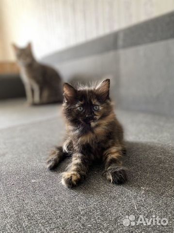 Котята
