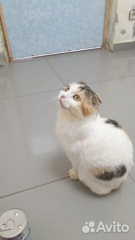 Ласковая вислоухая кошка Лада