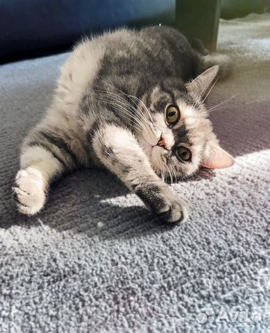 Кошка, отдадим бесплатно