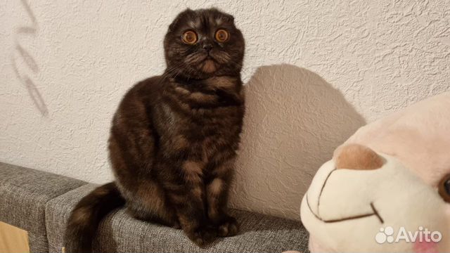 Британская вислоухая котята