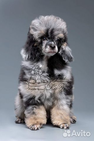 Собаки щенки пудель