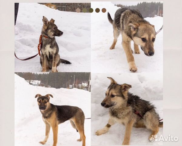 Щенки бесплатно