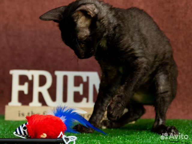 Черная,кудрявая девочка