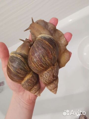 Улитки 2 шт, с контейнером и кокосовой корой