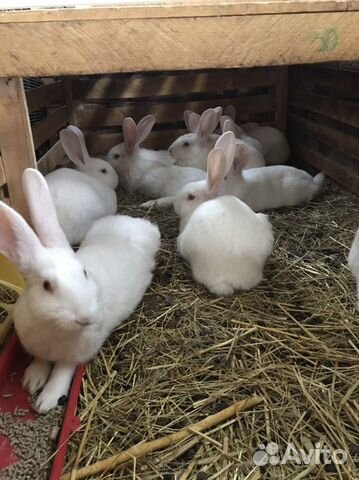 Кролик белый панон