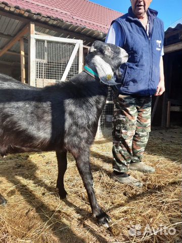 Анго-нубийский козел