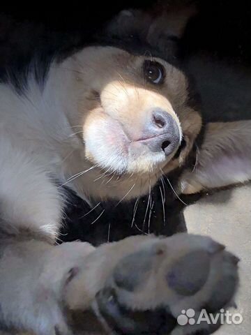 Отдам в добрые руки хаски