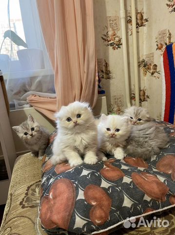 Шотландские котята