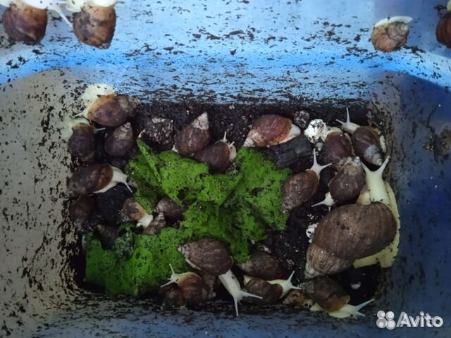 Улитки ахатины