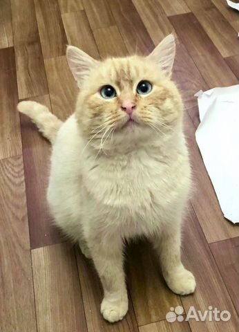 Беляшик ищет дом и семью