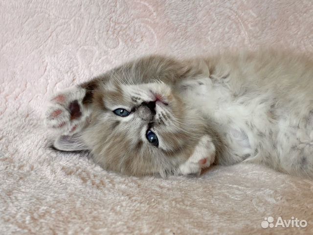 Котята Невская маскарадная девочки