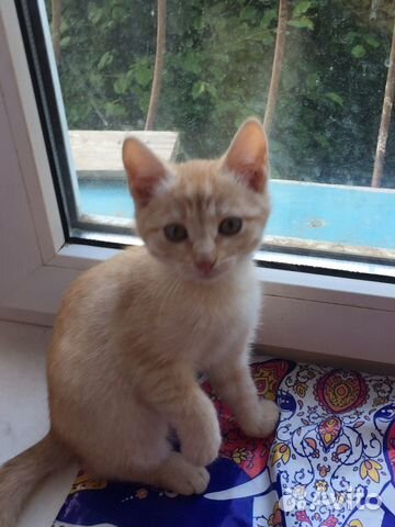 Котята