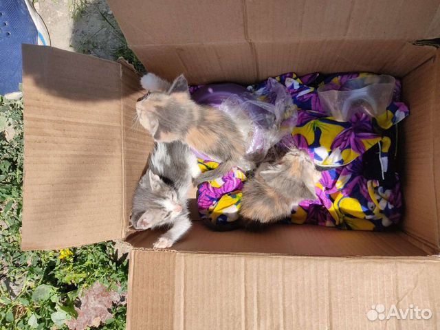 Отдам бездомных котят бесплатно