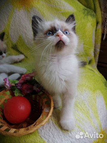 Милашка Рэгдолл