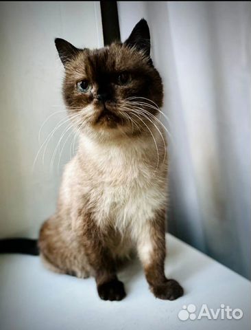 Кошечка Алена ищет дом