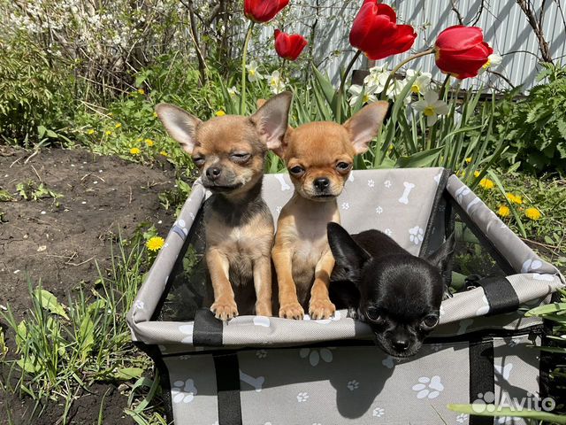 Чихуахуа mini и micro РКФ