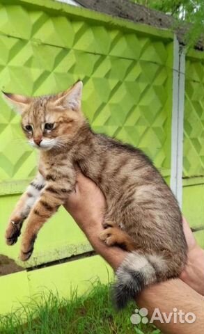 Кошка чаузи ф1