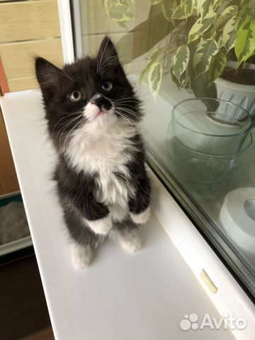 Котята кошки бесплатно