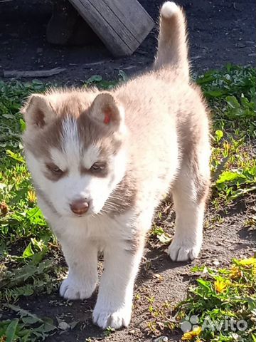 Сибирский хаски