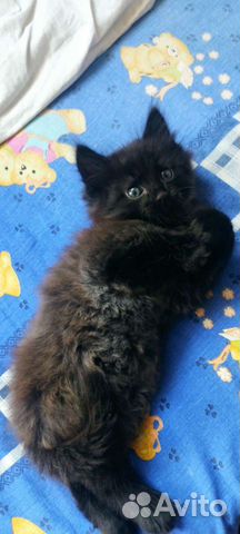 Котëнок мальчик,приучен к лотку, кушает всё