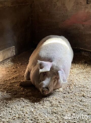 Кабанчик ландрас